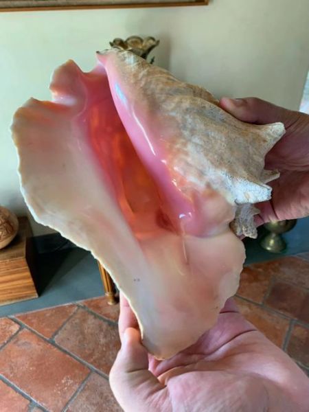 海螺珠子值钱吗_海螺珍珠价格行情-第3张图片-山城妙识 海螺珠子值钱吗_海螺珍珠价格行情-第3张图片-山城妙识