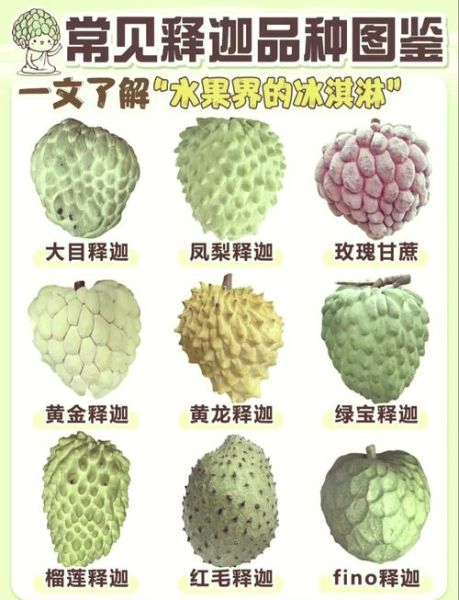 番荔枝怎么吃图解_番荔枝怎么剥皮图解-第1张图片-山城妙识