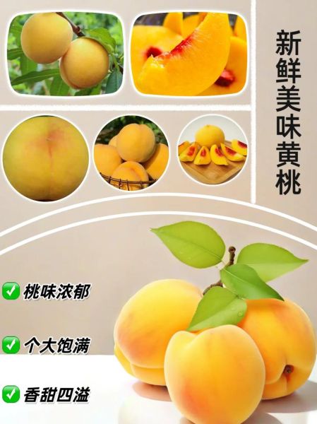 黄桃图库网怎么下载_黄桃图库网收费吗-第1张图片-山城妙识 黄桃图库网怎么下载_黄桃图库网收费吗-第1张图片-山城妙识