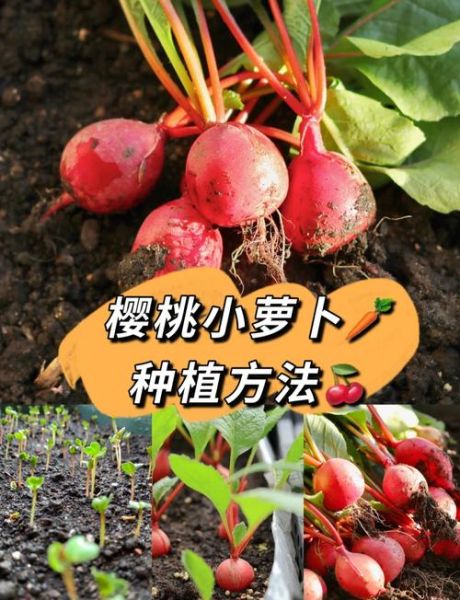 萝卜什么时候种最合适_萝卜种植步骤详解-第3张图片-山城妙识 萝卜什么时候种最合适_萝卜种植步骤详解-第3张图片-山城妙识