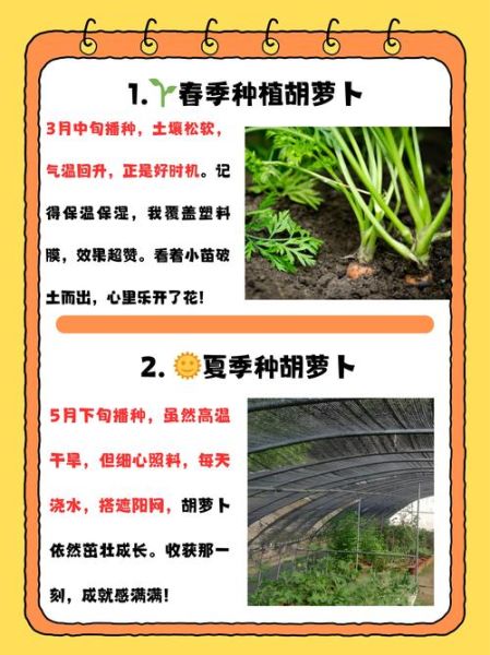 萝卜什么时候种最合适_萝卜种植步骤详解-第1张图片-山城妙识 萝卜什么时候种最合适_萝卜种植步骤详解-第1张图片-山城妙识