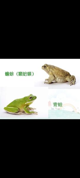 癞蛤蟆和青蛙的区别_癞蛤蟆有毒吗-第1张图片-山城妙识 癞蛤蟆和青蛙的区别_癞蛤蟆有毒吗-第1张图片-山城妙识