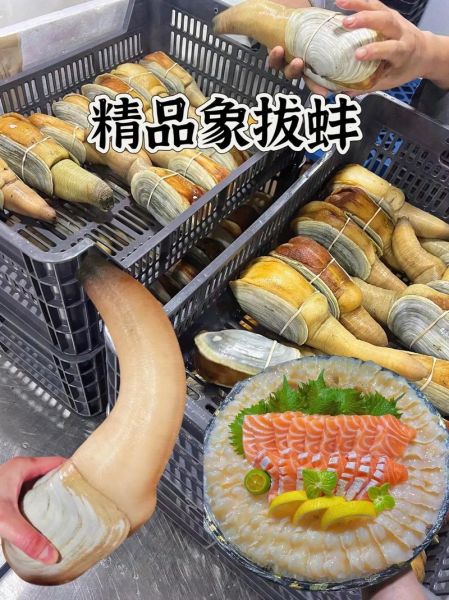 象拔蚌多少钱一斤_象拔蚌图片价格参考-第1张图片-山城妙识