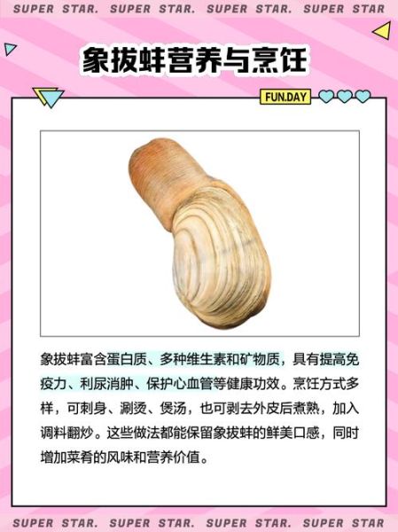 象拔蚌多少钱一斤_象拔蚌图片价格参考-第3张图片-山城妙识