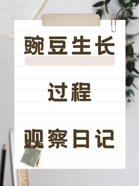 豌豆苗怎么种_豌豆苗种植方法步骤-第1张图片-山城妙识 豌豆苗怎么种_豌豆苗种植方法步骤-第1张图片-山城妙识