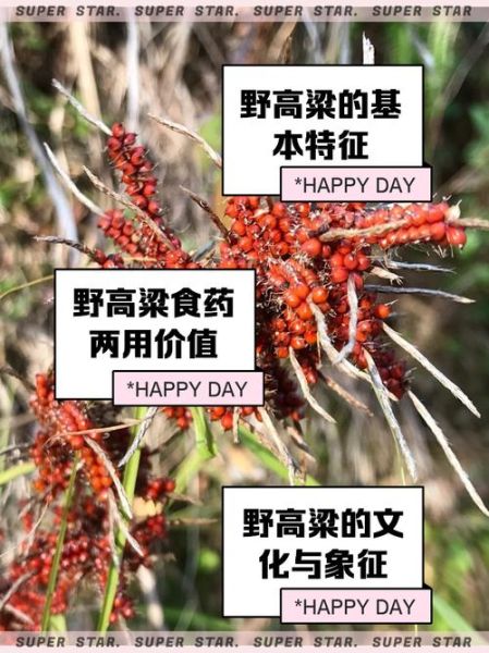 高粱的功效与作用禁忌_高粱哪些人不能吃-第2张图片-山城妙识 高粱的功效与作用禁忌_高粱哪些人不能吃-第2张图片-山城妙识