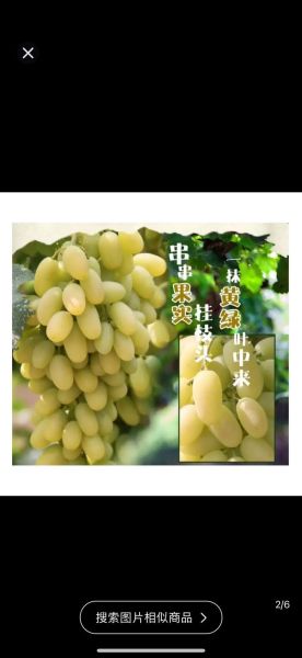 马奶葡萄多少钱一斤_马奶葡萄价格行情-第1张图片-山城妙识 马奶葡萄多少钱一斤_马奶葡萄价格行情-第1张图片-山城妙识