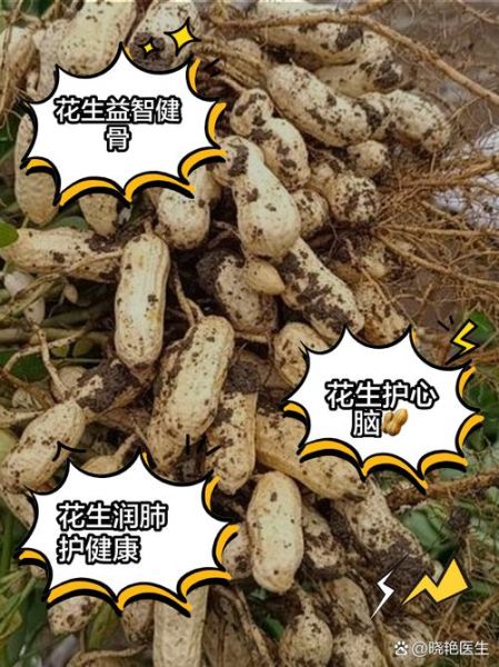 吃生花生的功效与作用_生花生一天吃多少合适-第2张图片-山城妙识 吃生花生的功效与作用_生花生一天吃多少合适-第2张图片-山城妙识