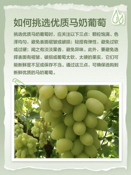 马奶葡萄多少钱一斤_马奶葡萄价格行情-第3张图片-山城妙识 马奶葡萄多少钱一斤_马奶葡萄价格行情-第3张图片-山城妙识