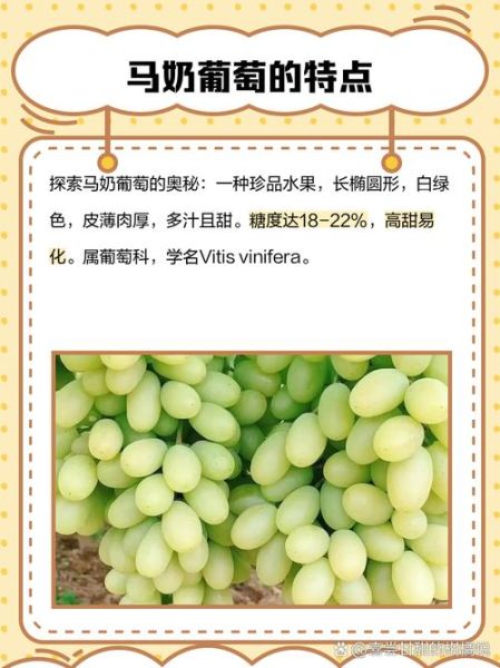 马奶葡萄多少钱一斤_马奶葡萄价格行情-第2张图片-山城妙识 马奶葡萄多少钱一斤_马奶葡萄价格行情-第2张图片-山城妙识