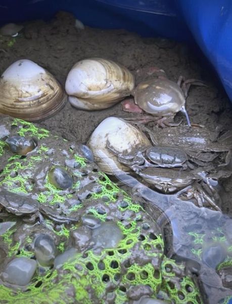 黄泥螺怎么保存_黄泥螺图片长什么样-第1张图片-山城妙识 黄泥螺怎么保存_黄泥螺图片长什么样-第1张图片-山城妙识