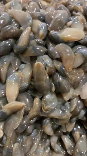 黄泥螺怎么保存_黄泥螺图片长什么样-第2张图片-山城妙识 黄泥螺怎么保存_黄泥螺图片长什么样-第2张图片-山城妙识