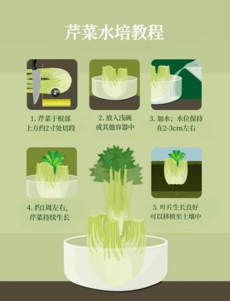 芹菜怎么种_芹菜种植技术和管理-第1张图片-山城妙识 芹菜怎么种_芹菜种植技术和管理-第1张图片-山城妙识