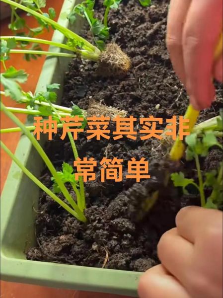 芹菜怎么种_芹菜种植技术和管理-第2张图片-山城妙识 芹菜怎么种_芹菜种植技术和管理-第2张图片-山城妙识