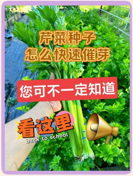 芹菜怎么种_芹菜种植技术和管理-第3张图片-山城妙识 芹菜怎么种_芹菜种植技术和管理-第3张图片-山城妙识