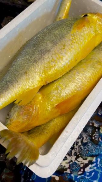 黄花鱼是海鱼还是淡水鱼_黄花鱼生活在哪里-第2张图片-山城妙识 黄花鱼是海鱼还是淡水鱼_黄花鱼生活在哪里-第2张图片-山城妙识