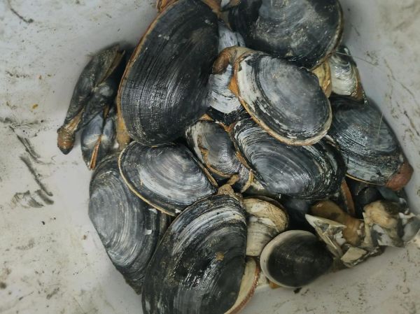 蚬子肉里面的黑东西是什么_能不能吃-第1张图片-山城妙识 蚬子肉里面的黑东西是什么_能不能吃-第1张图片-山城妙识