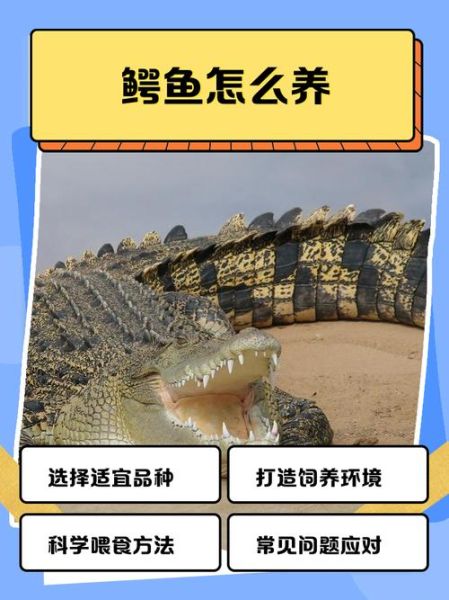 鳄鱼怎么养_鳄鱼寿命有多长-第1张图片-山城妙识