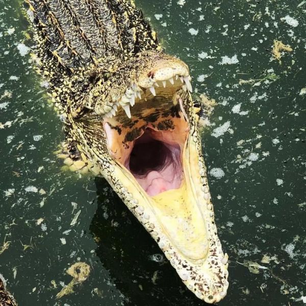 鳄鱼怎么养_鳄鱼寿命有多长-第2张图片-山城妙识