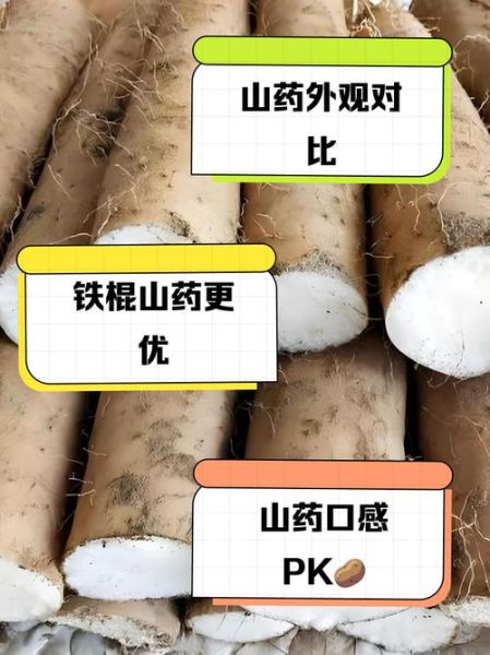 菜山药的营养价值_菜山药的功效与作用-第1张图片-山城妙识