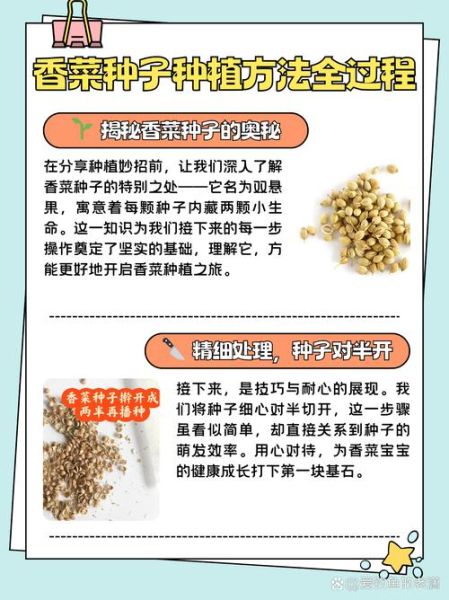 香菜怎么种_香菜种植步骤-第1张图片-山城妙识