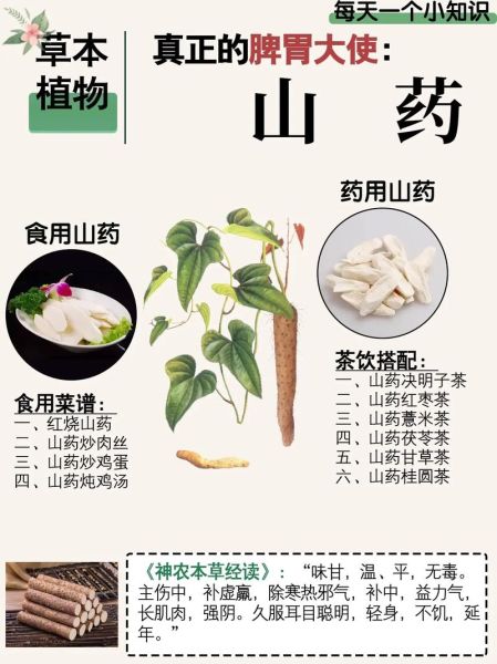 菜山药的营养价值_菜山药的功效与作用-第2张图片-山城妙识