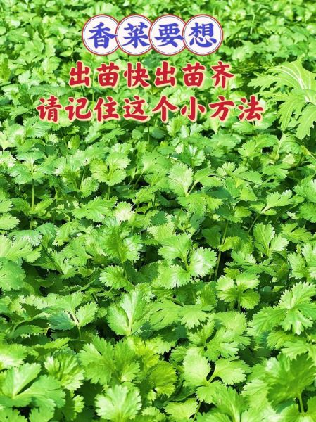 香菜怎么种_香菜种植步骤-第2张图片-山城妙识