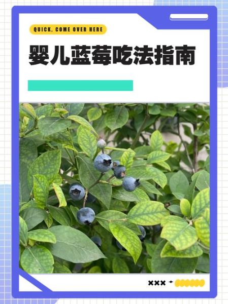 蓝莓怎么吃才好吃_蓝莓的吃法大全-第2张图片-山城妙识 蓝莓怎么吃才好吃_蓝莓的吃法大全-第2张图片-山城妙识