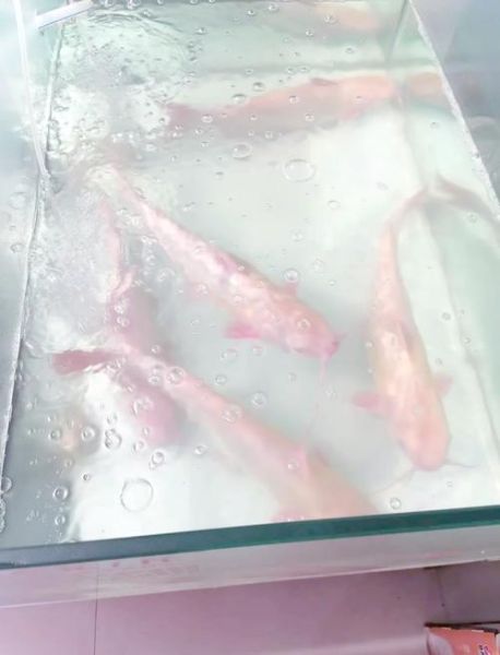 鲮鱼不能和什么一起吃_鲮鱼食用禁忌有哪些-第3张图片-山城妙识 鲮鱼不能和什么一起吃_鲮鱼食用禁忌有哪些-第3张图片-山城妙识