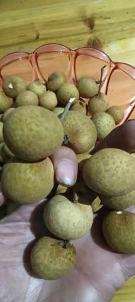 龙眼上火吗_吃龙眼会不会上火-第1张图片-山城妙识 龙眼上火吗_吃龙眼会不会上火-第1张图片-山城妙识