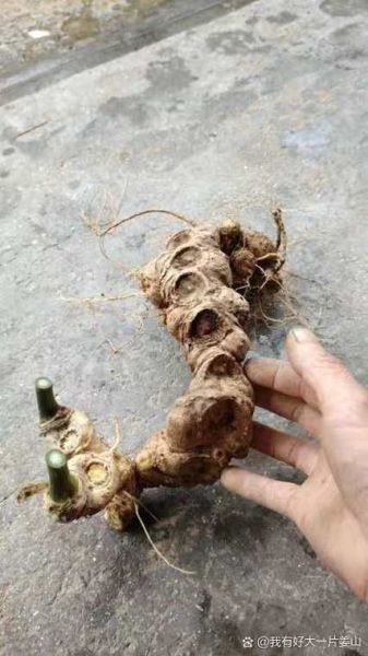 野三七长什么样_野三七和三七区别-第3张图片-山城妙识