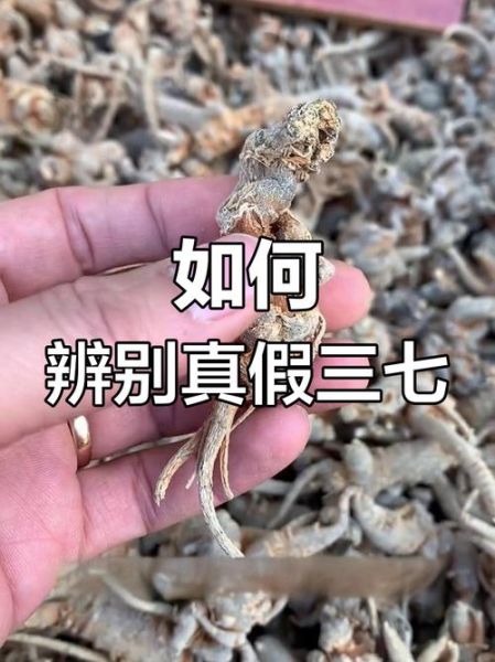 野三七长什么样_野三七和三七区别-第2张图片-山城妙识