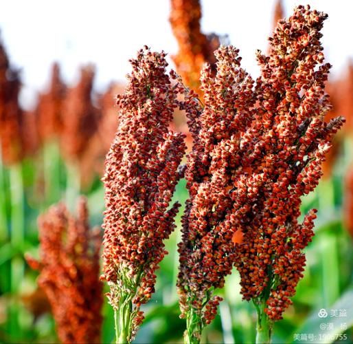 高粱红了_什么时候成熟-第2张图片-山城妙识 高粱红了_什么时候成熟-第2张图片-山城妙识