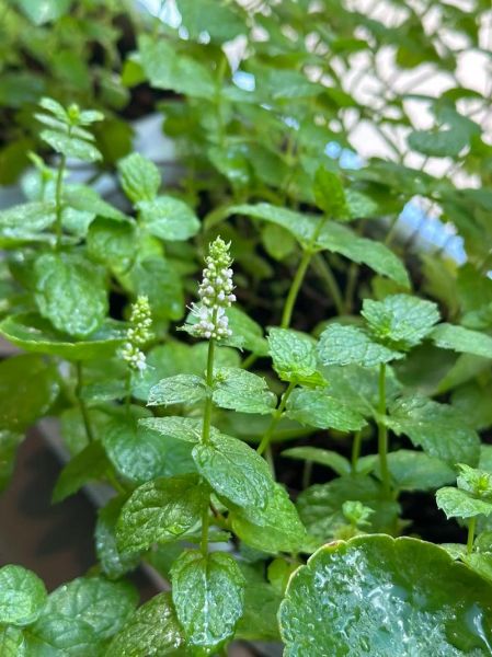 薄荷图片长什么样_如何辨别真假薄荷-第3张图片-山城妙识