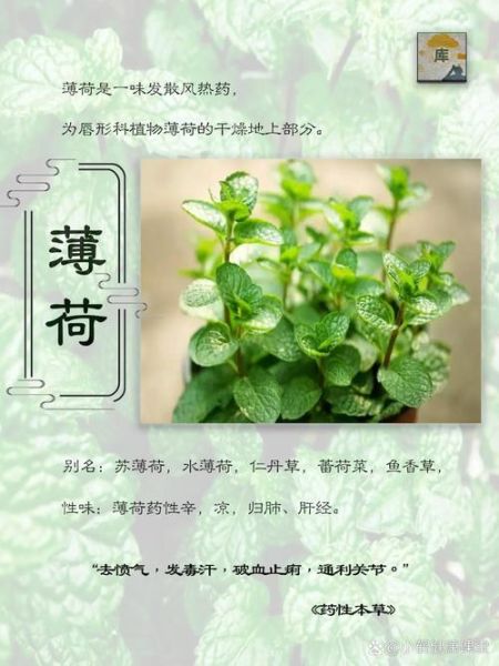 薄荷图片长什么样_如何辨别真假薄荷-第2张图片-山城妙识