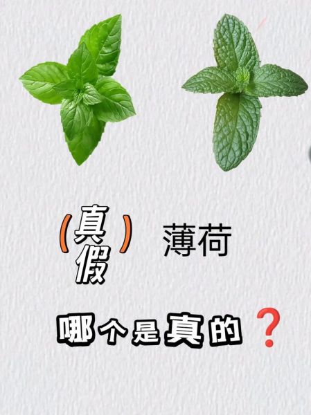 薄荷图片长什么样_如何辨别真假薄荷-第1张图片-山城妙识