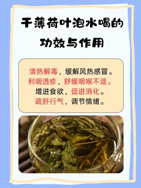 薄荷叶的功效与作用及禁忌_薄荷叶泡水喝的禁忌-第1张图片-山城妙识