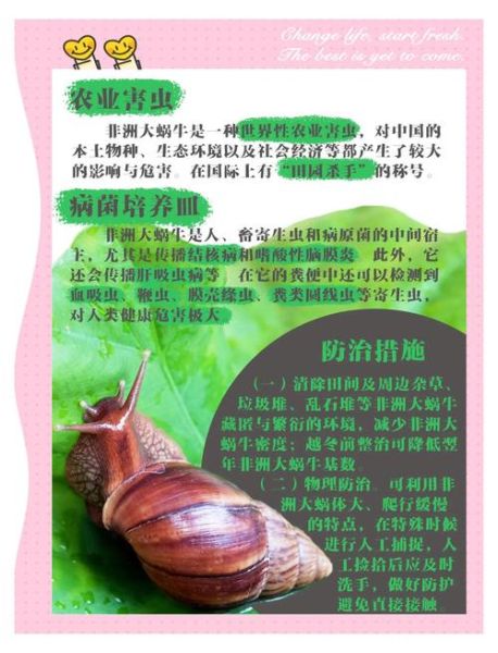 非洲大蜗牛对人有害吗_如何彻底消灭-第1张图片-山城妙识