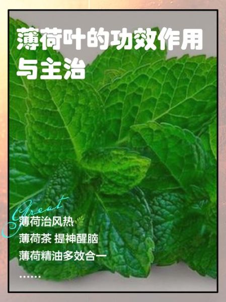 薄荷叶的功效与作用及禁忌_薄荷叶泡水喝的禁忌-第3张图片-山城妙识