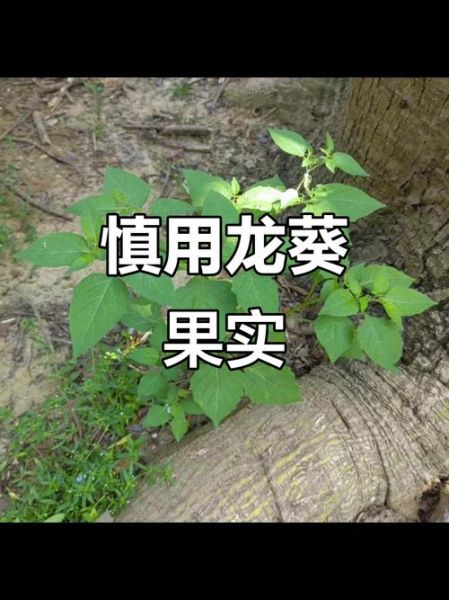 龙葵素中毒症状_龙葵素中毒怎么办-第3张图片-山城妙识