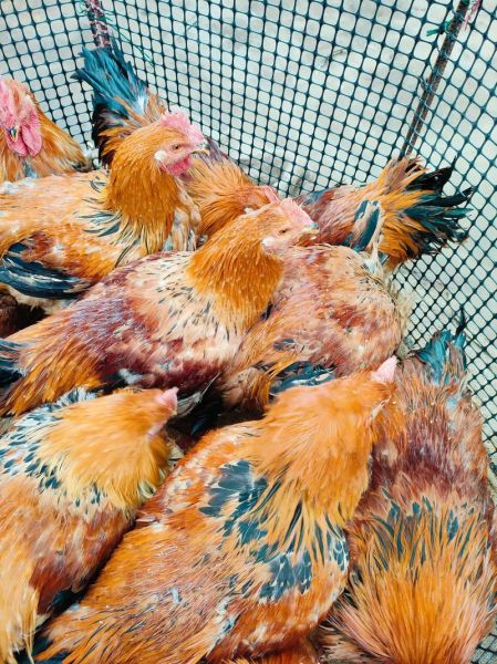 野山鸡多少钱一只_野山鸡和土鸡区别-第3张图片-山城妙识 野山鸡多少钱一只_野山鸡和土鸡区别-第3张图片-山城妙识