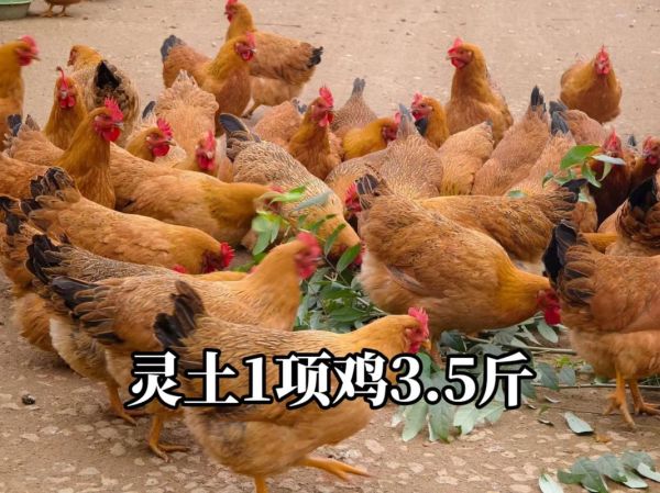 野山鸡多少钱一只_野山鸡和土鸡区别-第2张图片-山城妙识 野山鸡多少钱一只_野山鸡和土鸡区别-第2张图片-山城妙识