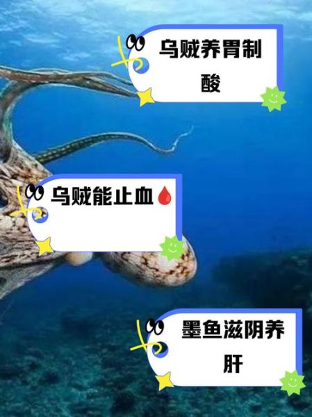 乌贼鱼的功效与作用_乌贼鱼怎么吃最营养-第1张图片-山城妙识