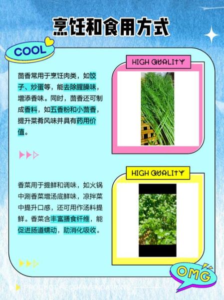 茴香菜和小茴香一样吗_怎么区分-第2张图片-山城妙识 茴香菜和小茴香一样吗_怎么区分-第2张图片-山城妙识