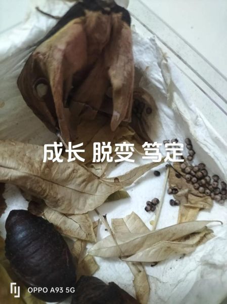 蚕茧多久可以破茧成蝶_蚕茧变成蝴蝶要多久-第1张图片-山城妙识