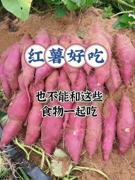 红薯吃多了有什么副作用_红薯不能和什么一起吃-第3张图片-山城妙识 红薯吃多了有什么副作用_红薯不能和什么一起吃-第3张图片-山城妙识