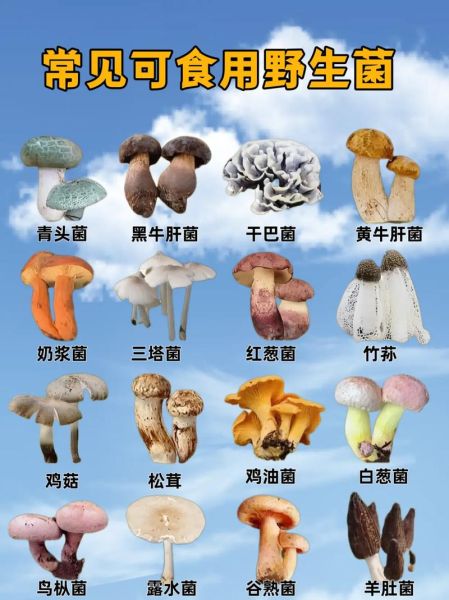 蘑菇种类大全_如何辨别可食用蘑菇-第2张图片-山城妙识 蘑菇种类大全_如何辨别可食用蘑菇-第2张图片-山城妙识