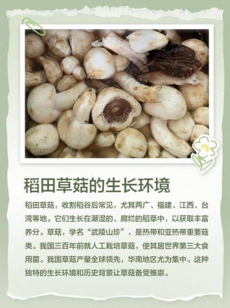 草菇种植技术_草菇怎么种产量高-第1张图片-山城妙识 草菇种植技术_草菇怎么种产量高-第1张图片-山城妙识