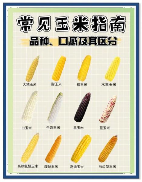 鲜玉米煮多长时间能熟_如何判断玉米煮熟了-第1张图片-山城妙识 鲜玉米煮多长时间能熟_如何判断玉米煮熟了-第1张图片-山城妙识