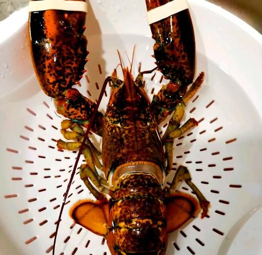 波士顿大龙虾多少钱一斤_波士顿大龙虾怎么做好吃-第3张图片-山城妙识 波士顿大龙虾多少钱一斤_波士顿大龙虾怎么做好吃-第3张图片-山城妙识